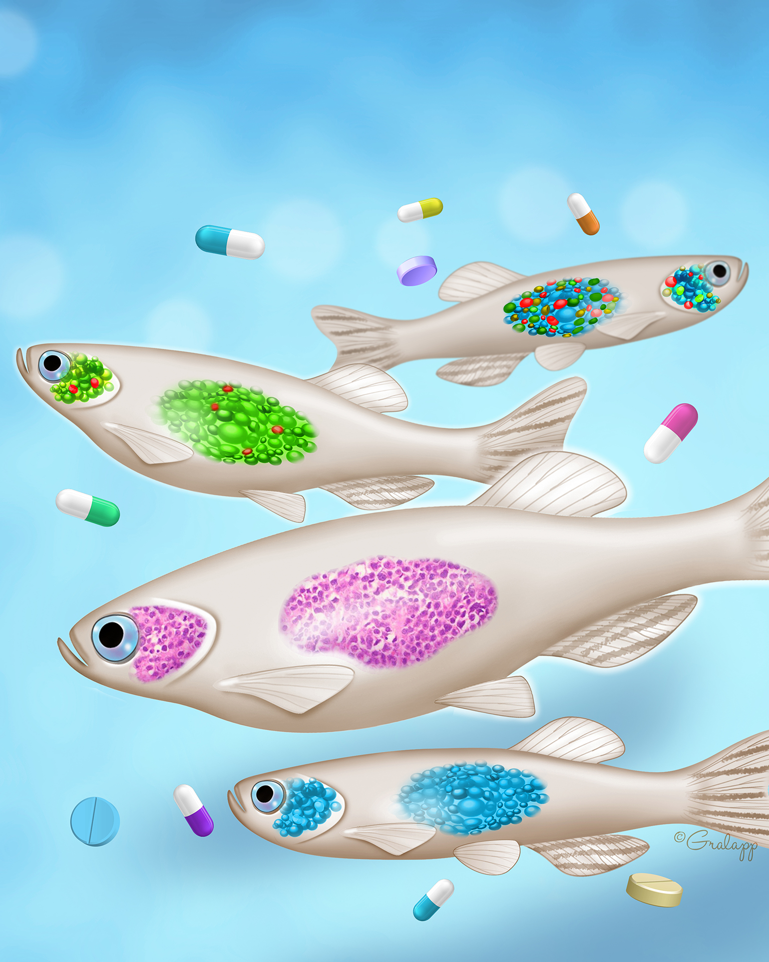 New Zebrafish Model Allows Visualization of Cancer Cells and Therapy ...