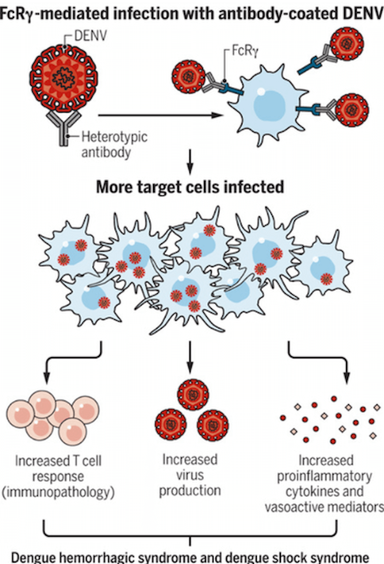 Antibodies in Severe COVID-19 - Mass General Advances in Motion
