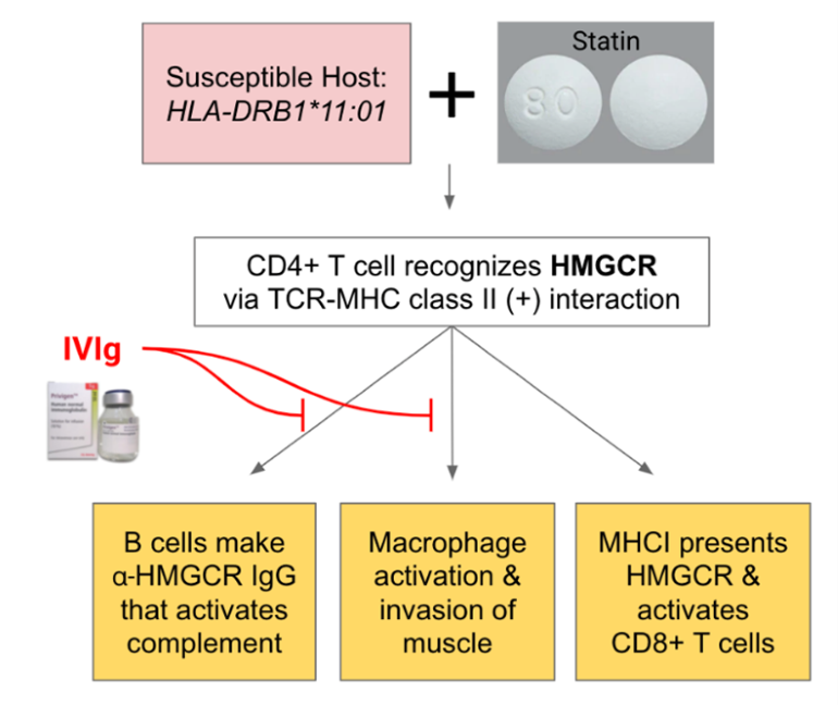 Anti-HMGCR+ Immune-Mediated Necrotizing Myopathy - Mass General ...