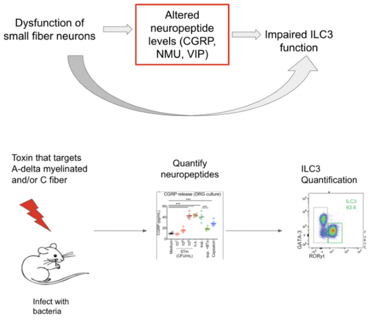 Pathways: Small Fiber Neuropathy and Recurrent GI Infections - Mass ...